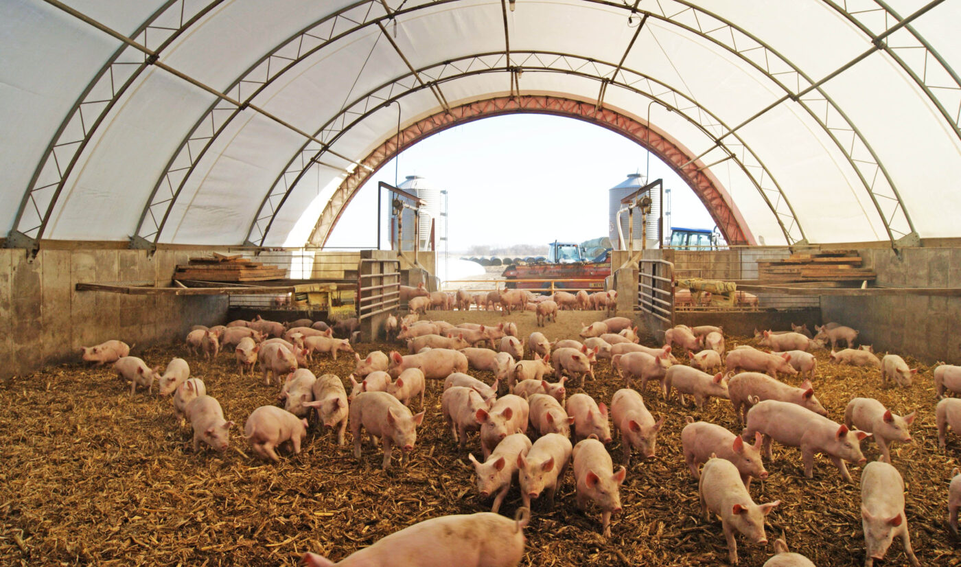 Hog Housing Benefits | Accu-Steel Fabric Buildings
