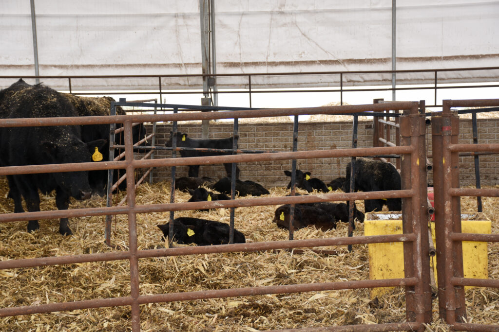 Cattle Buildings | Accu-Steel